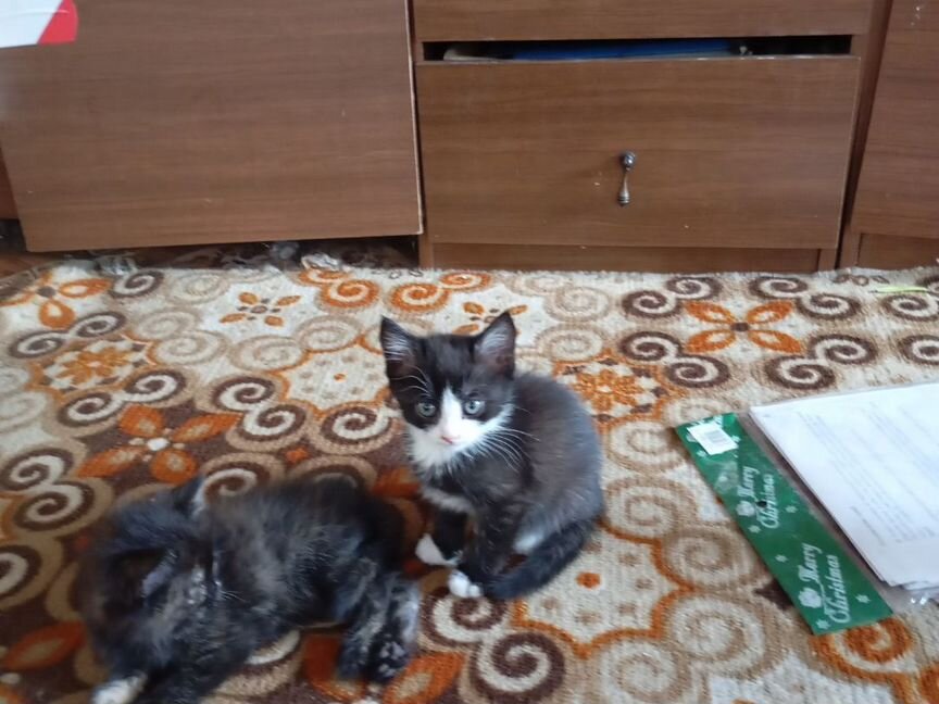 Котята бесплатно