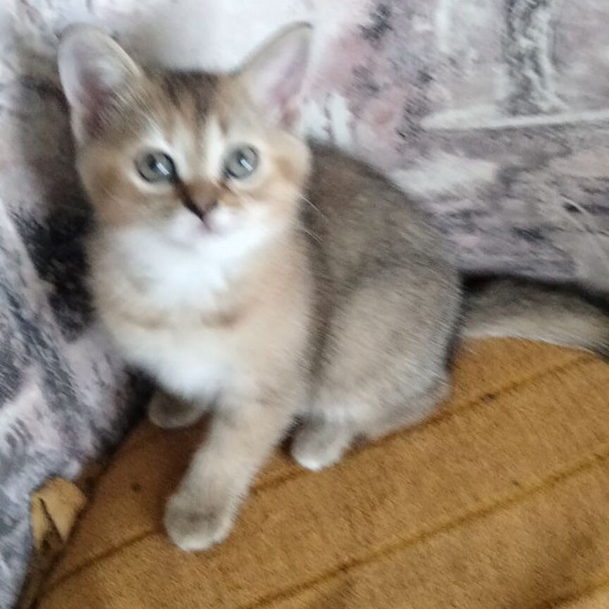 Шотландский прямоухий короткошёрстный котёнок