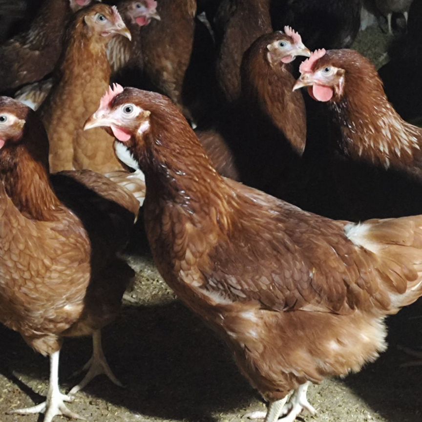 Куры молодки несушки