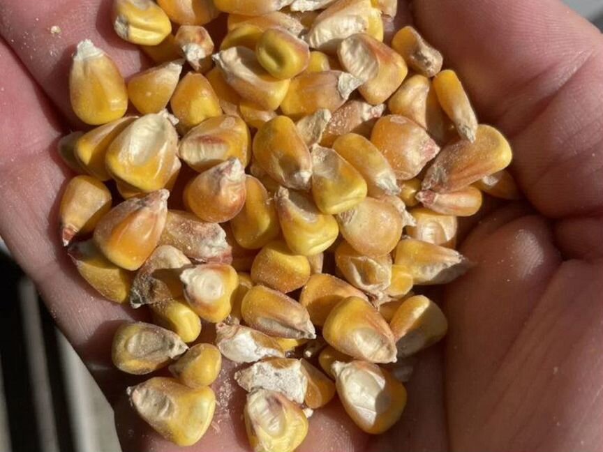 Гречиха, Кормовой овёс корма