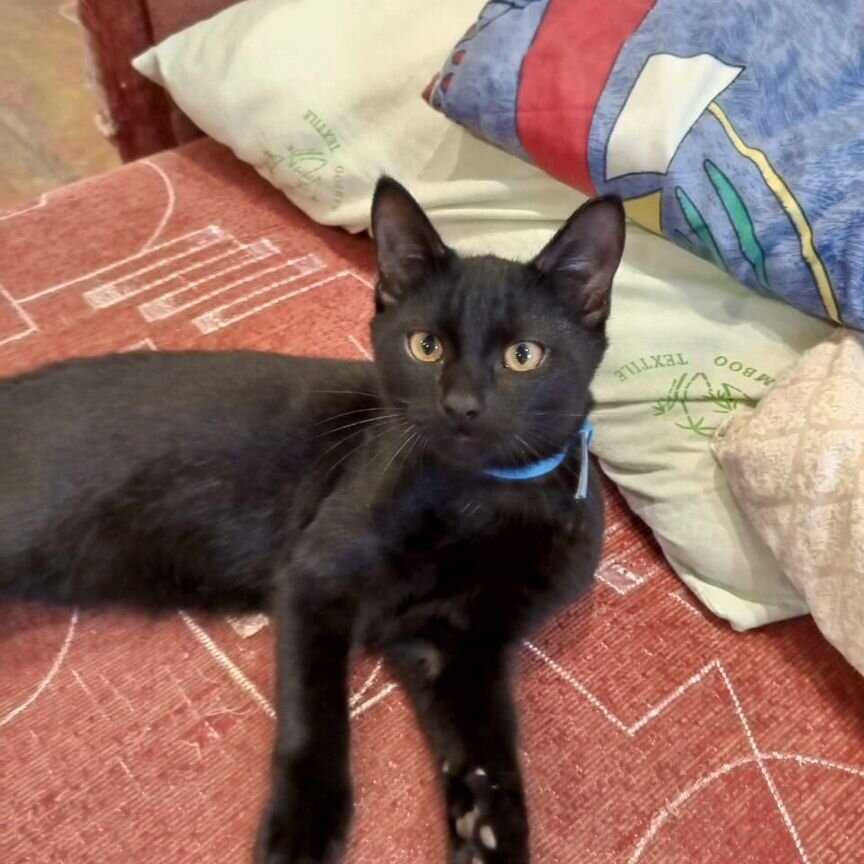 Отдам котёнка в добрые руки, ласковый игривый