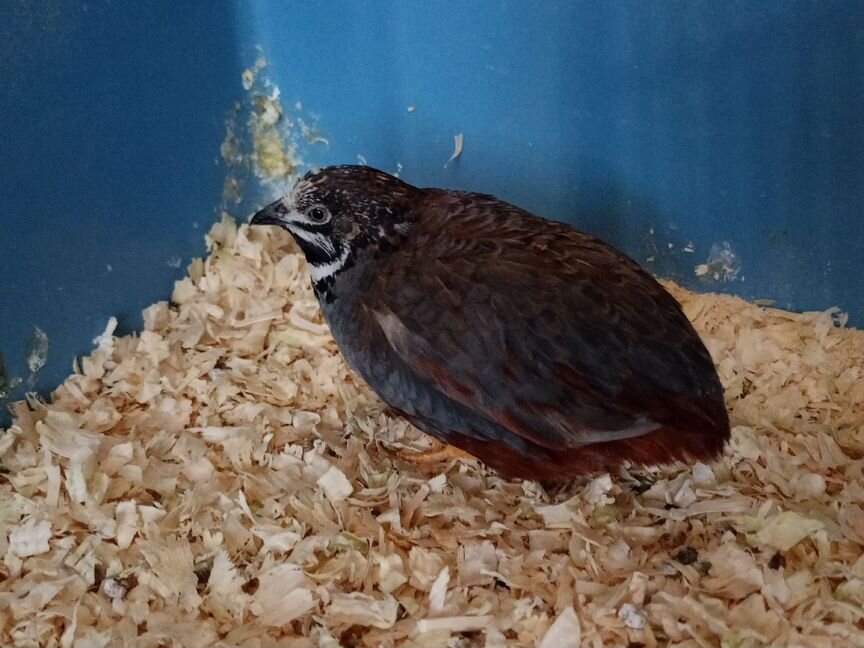 Китайский расписной перепел