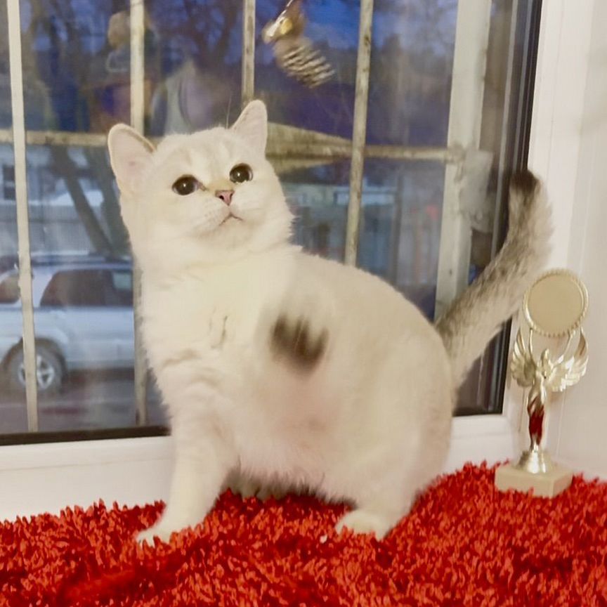 Молодая кошечка окрас золотой поинт