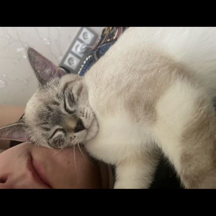 Тайский котенок
