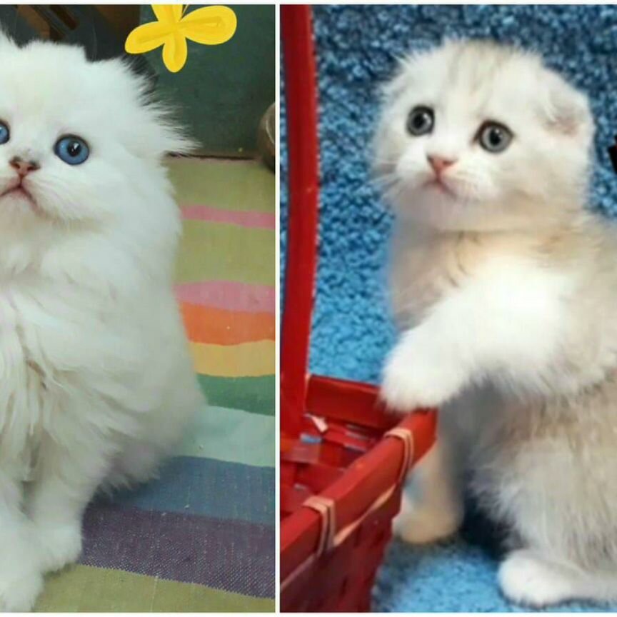 Чудесные голубые глазки - котятки вислоушки