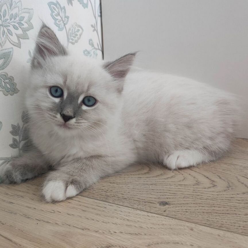 Невский маскарадный котёнок