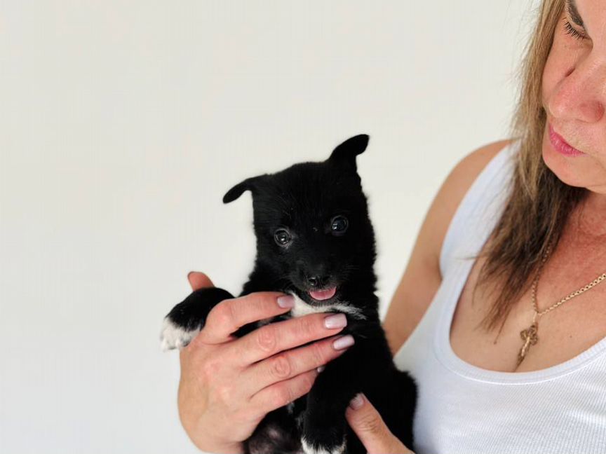 Зайка из приюта щенок от небольшой собачки