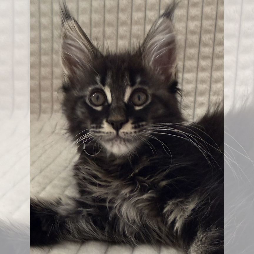 Мейн-кун котёнок