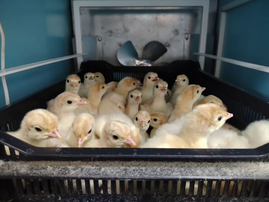 Бройлерные индюшата