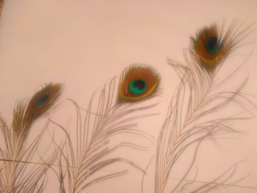 Перо павлина