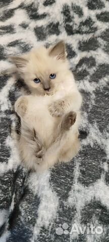 Котенок девочка невская маскарадная