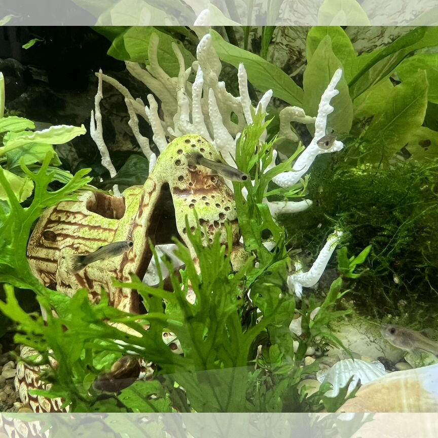 Гуппи московские