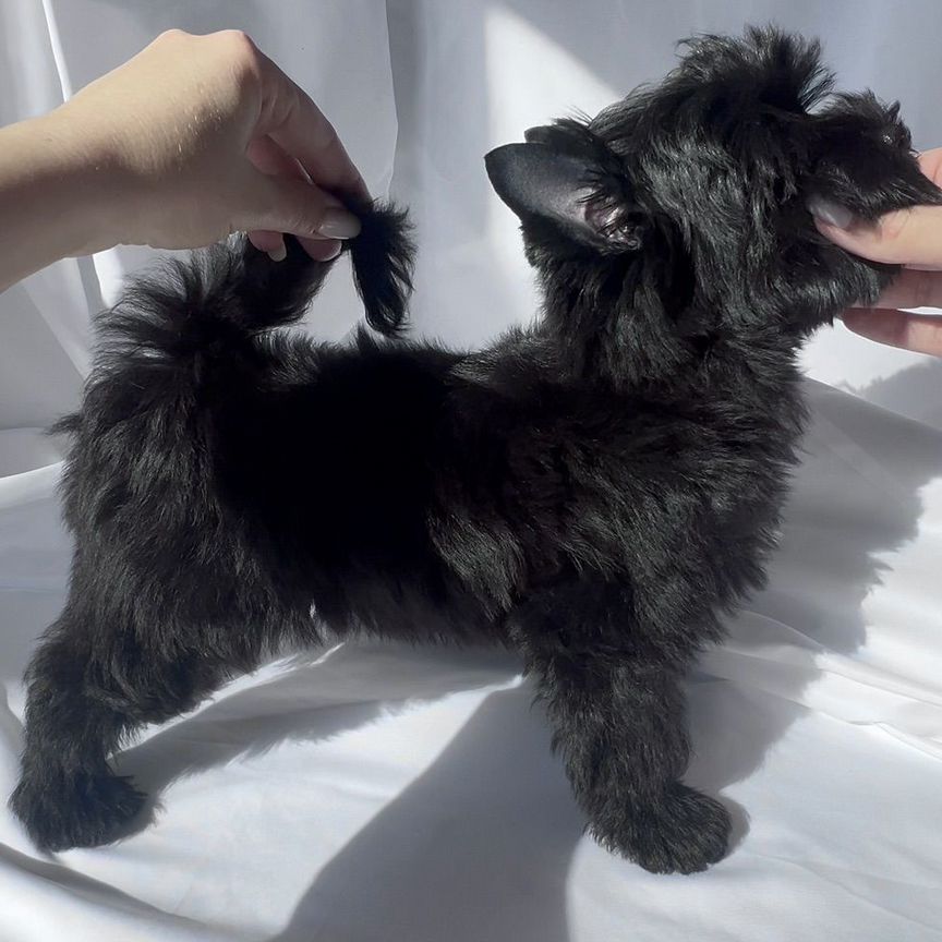 Йоркширский терьер, щенок