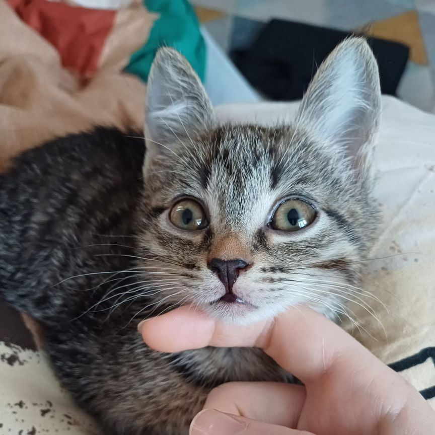 Котямбус хочет в добрые руки