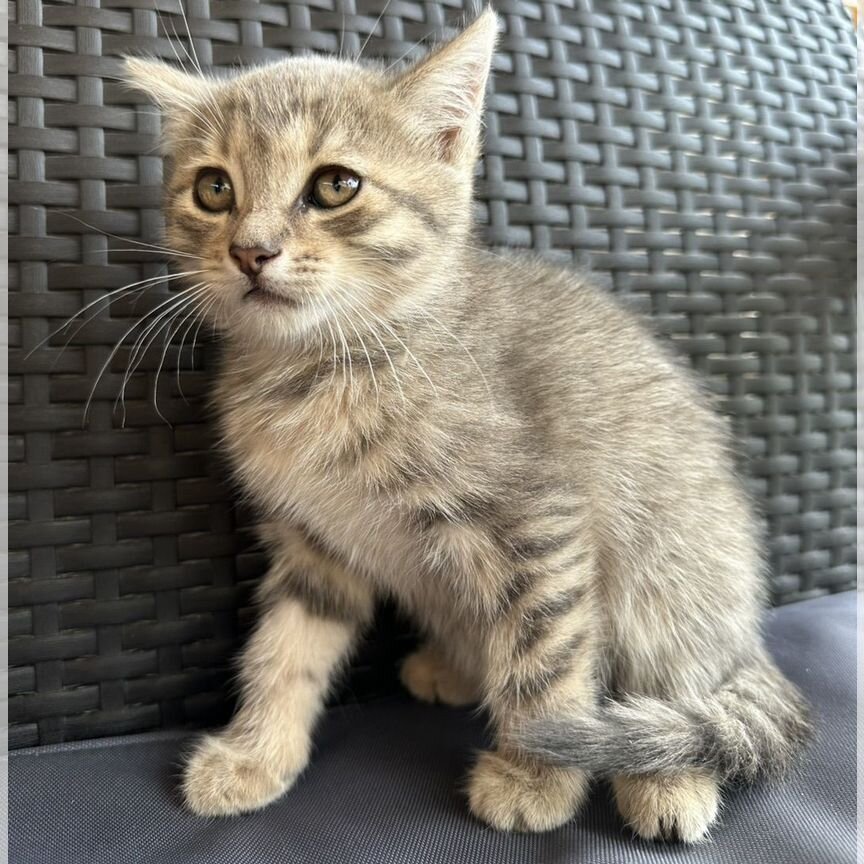 Котята в добрые руки бесплатно Долгодеревенское