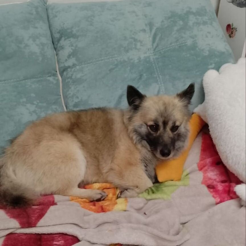 Спокойный, умный пушистик