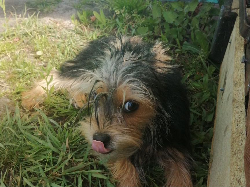 Собака в добрые руки отдам бесплатно