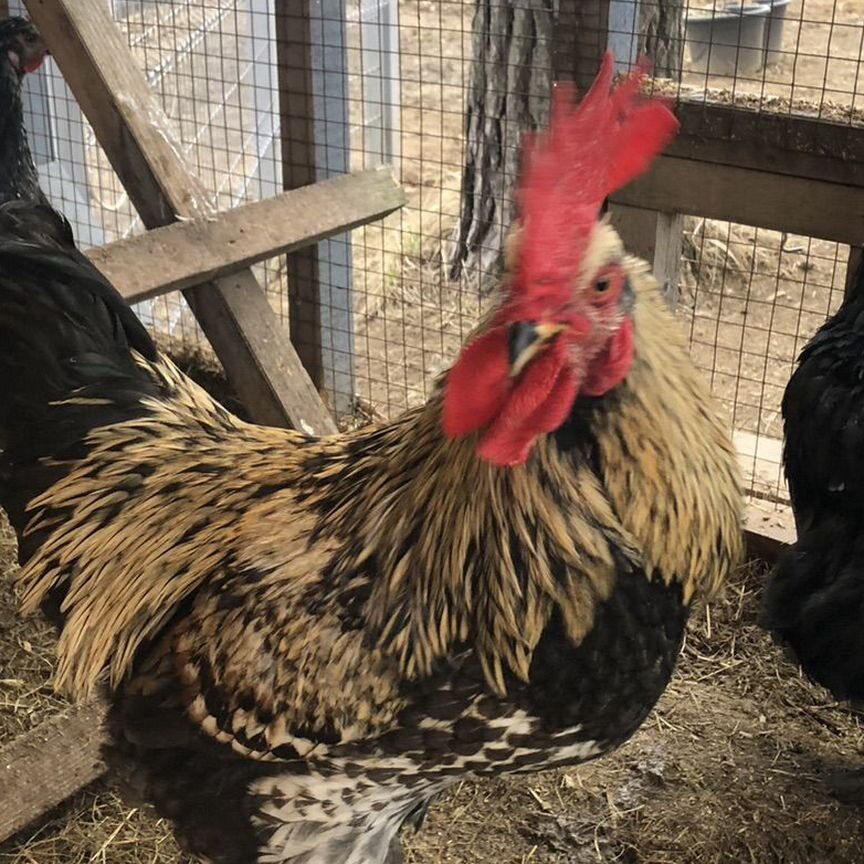 Продаю молодых петухов Доминантов