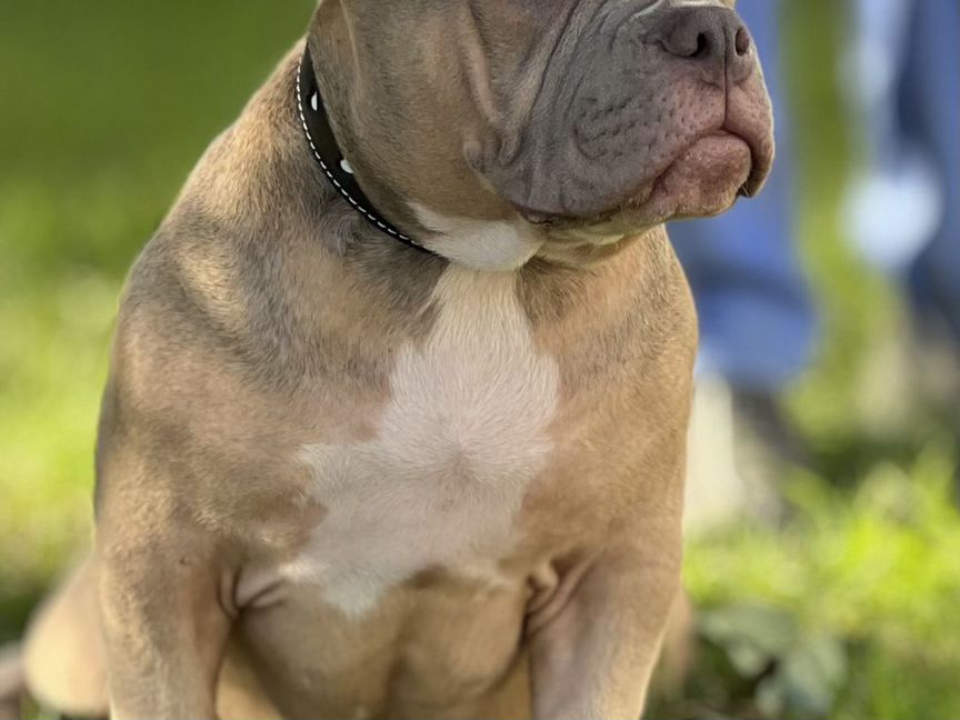 Щенки булли