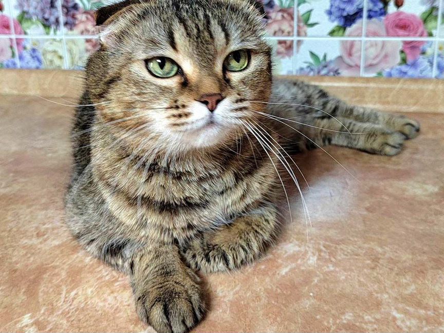 Вислоухая кошечка-отказница в добрые руки