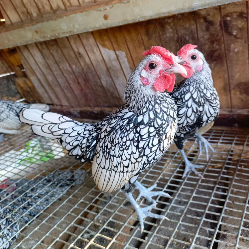 Декоративные Сибрайт серебристый