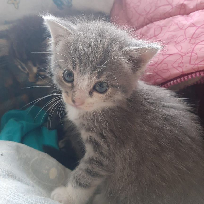 Найдены котята