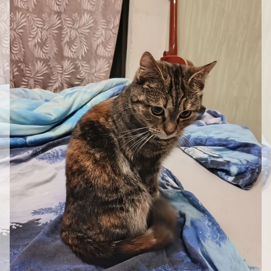 Взрослая, Девочка кошка в добрые руки