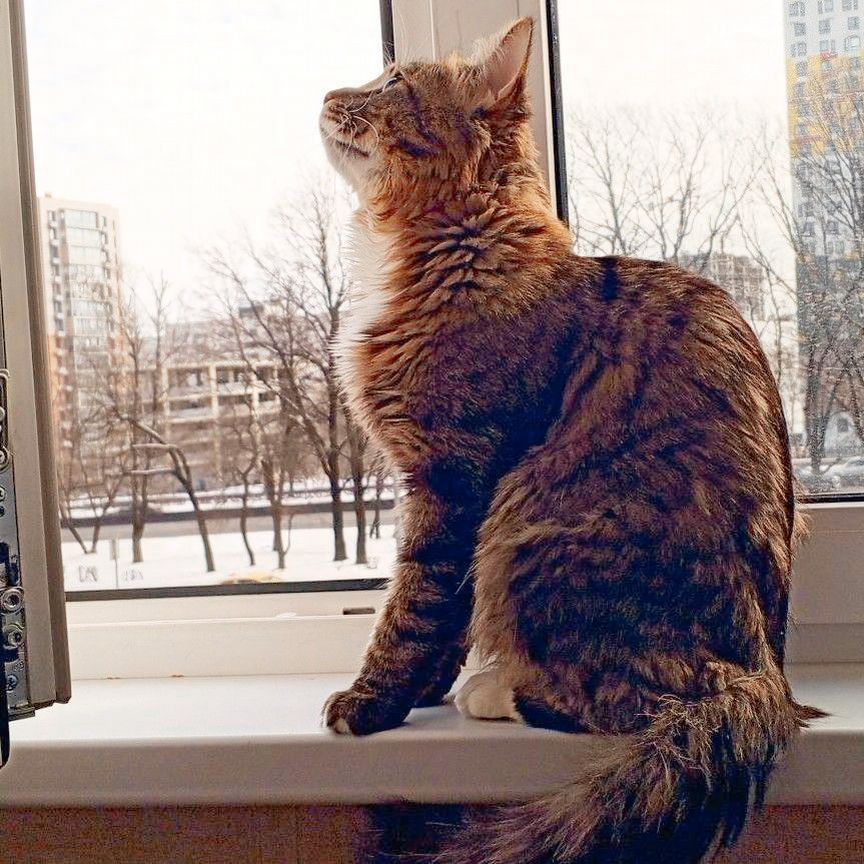 Коты (метисы)