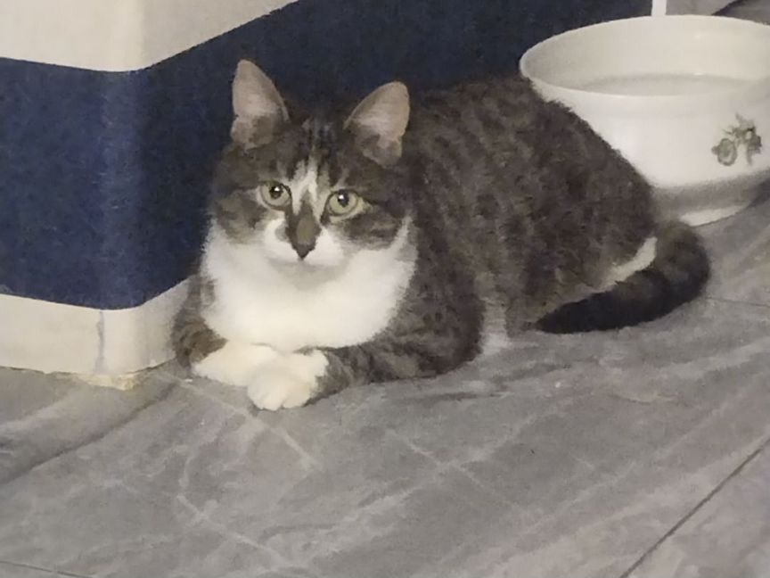 Котик 6 -7 месяцев