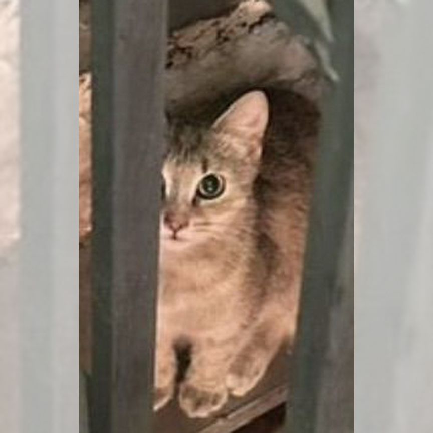 Взрослая, кошка в добрые руки