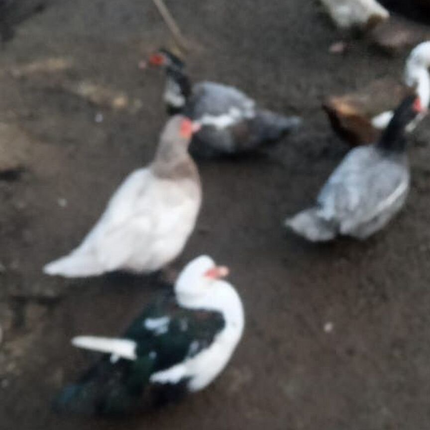 Мускусные утки