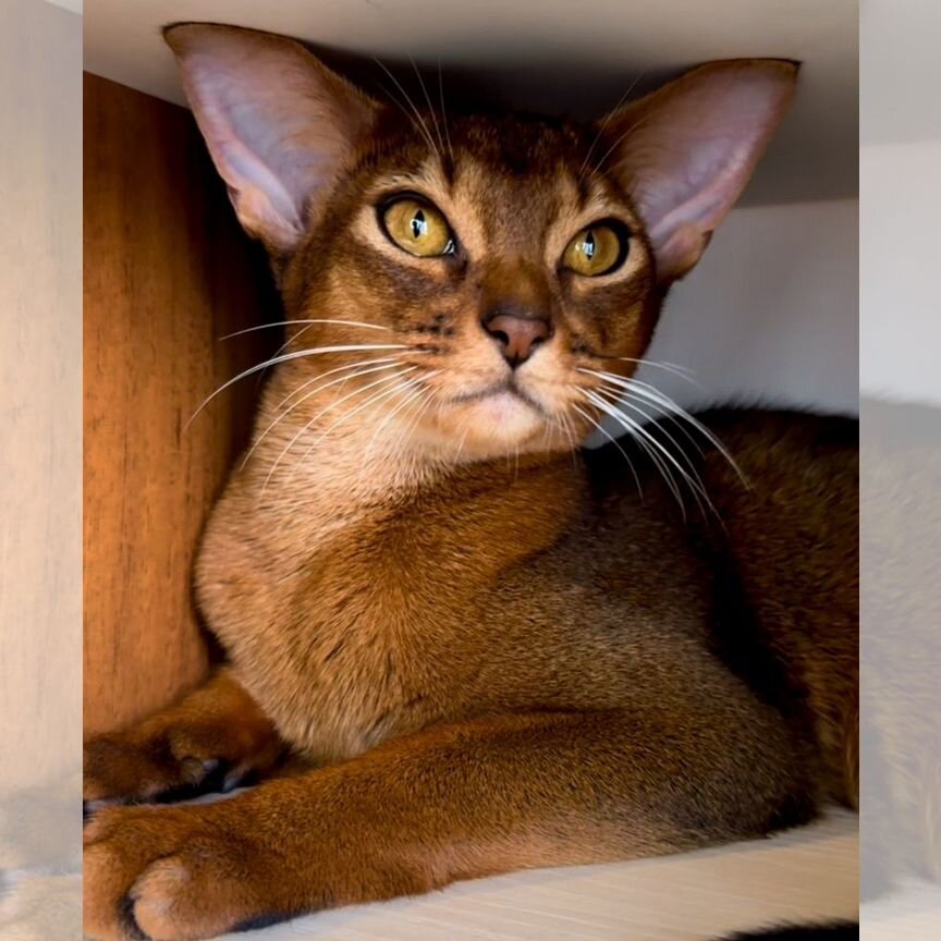 Абиссинский кот в развеление