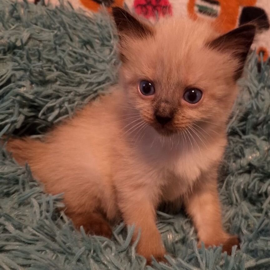 Сиамские котята