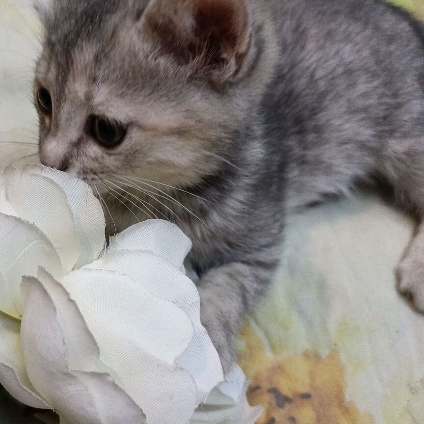 Шотландские котята