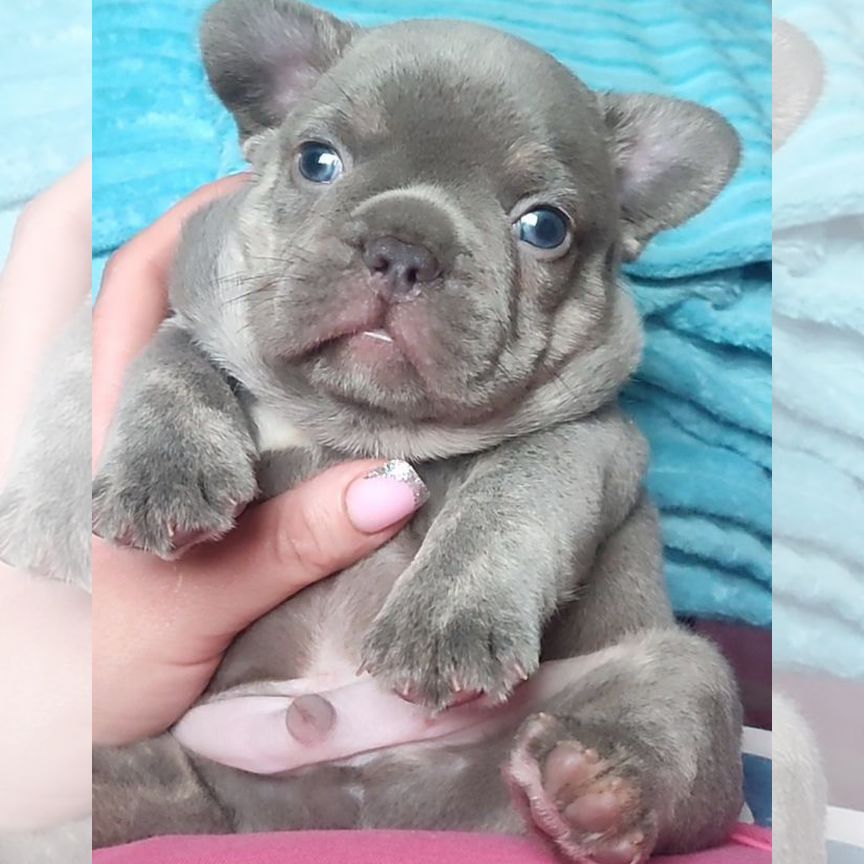 Французский бульдог, щенок