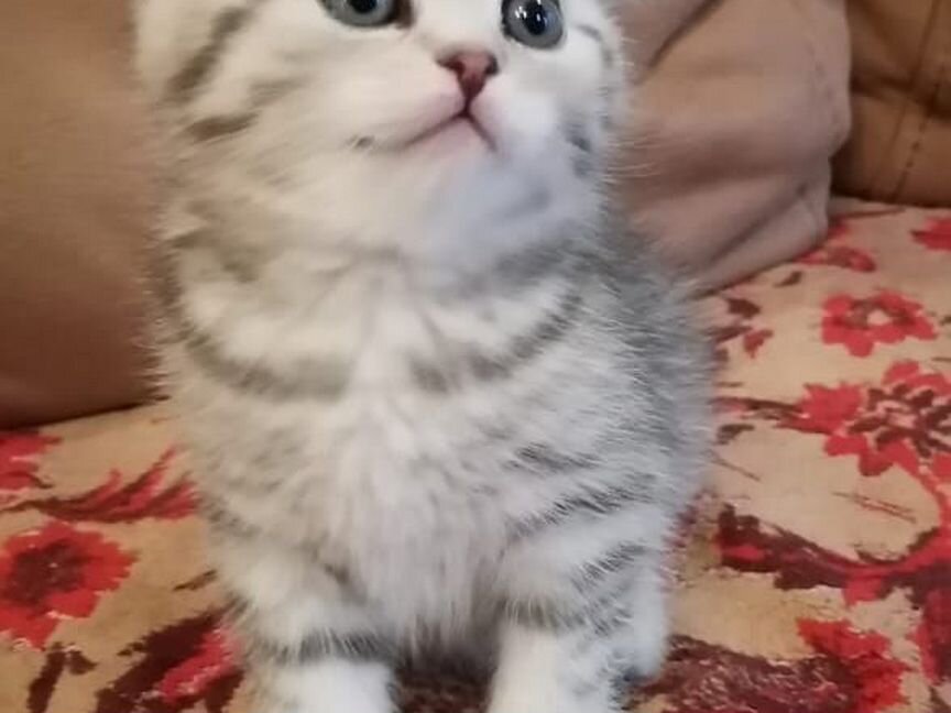 Шотландские вислоухие котята девочки