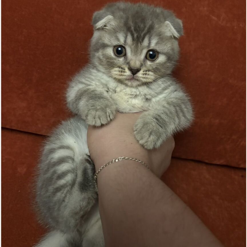 Шотландская вислоухая кошечка (2мес)