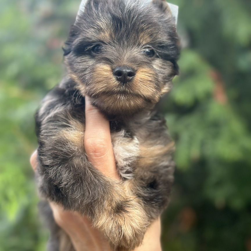 Мраморный йорк мальчик