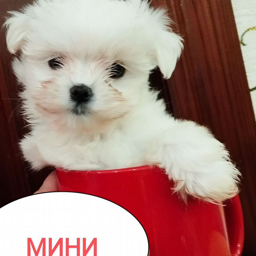 Мальтипу мини