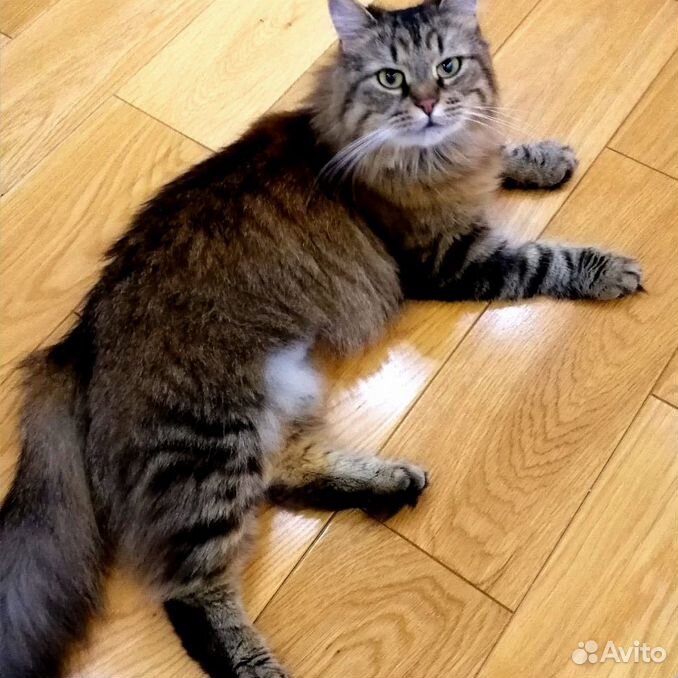 Сибирская кошка Василиса