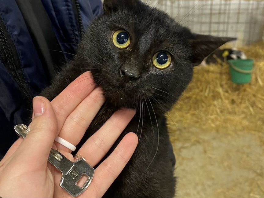Котята в добрые руки бесплатно