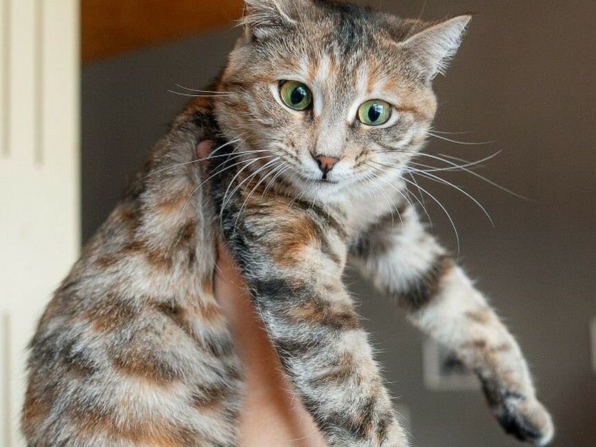 Необычного окраса кошечка Эмма в добрые руки