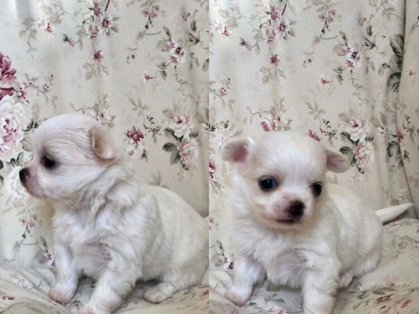 Щенки чихуахуа в Липецке