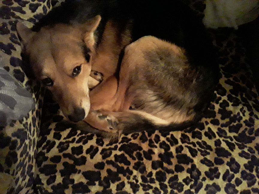 Щенок в добрые руки бесплатно