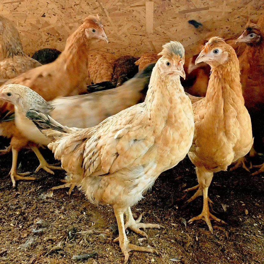 Доминанты 115 дней. гс 300, гс 459