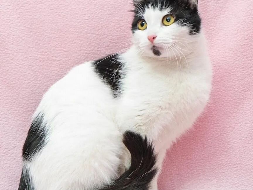 Кошечка Копеечка ищет дом