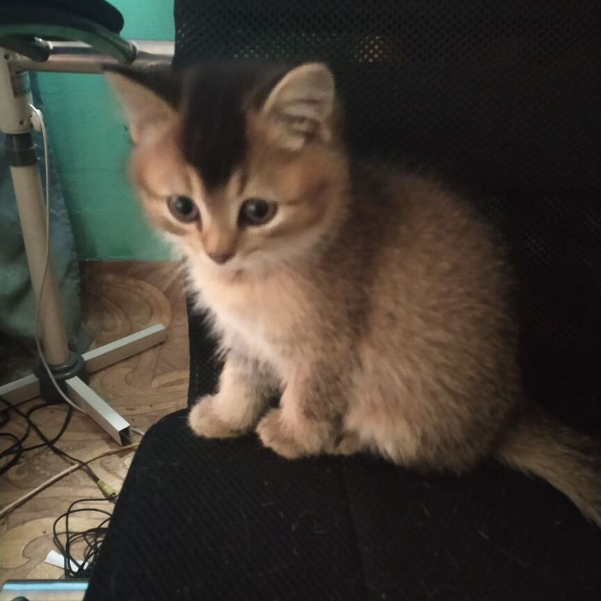 Котята