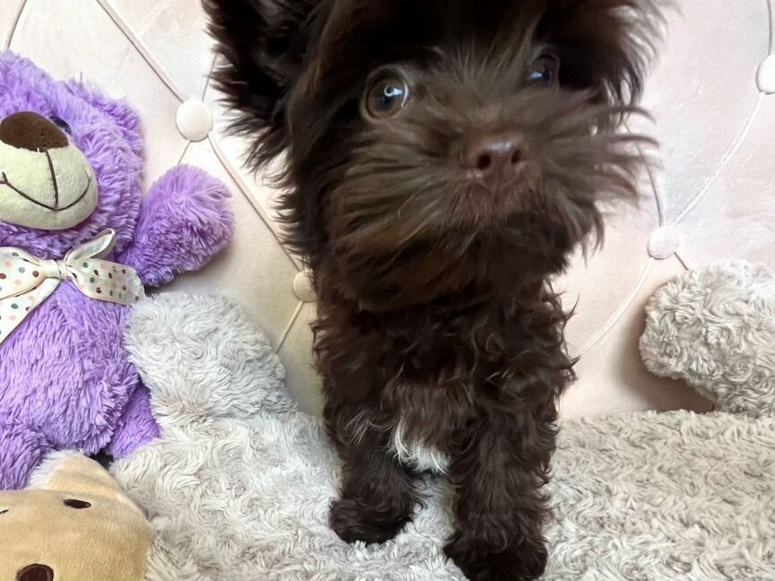 Очень маленький шоколадик