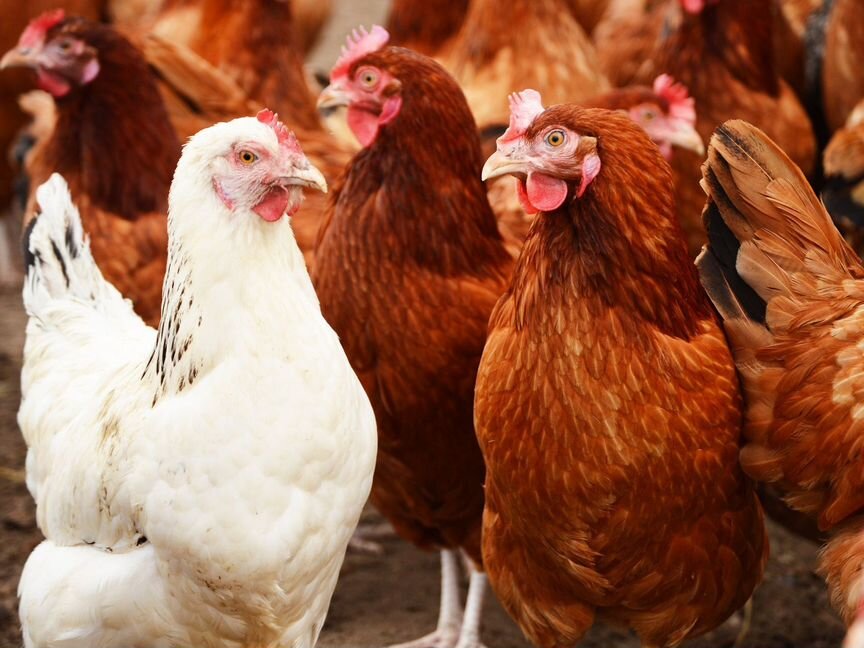 Курица-несушка с бесплатной доставкой в районе