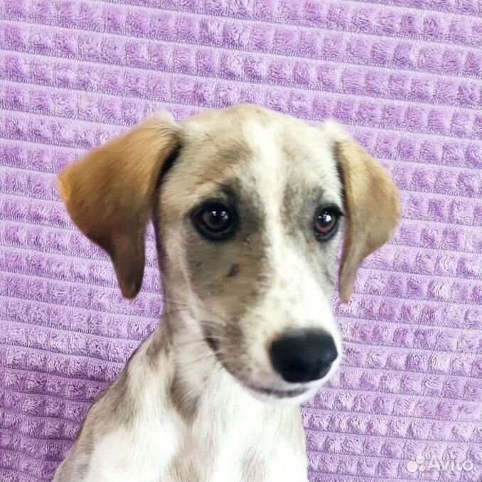 Ника 3, 5 мес. Вырастет средней